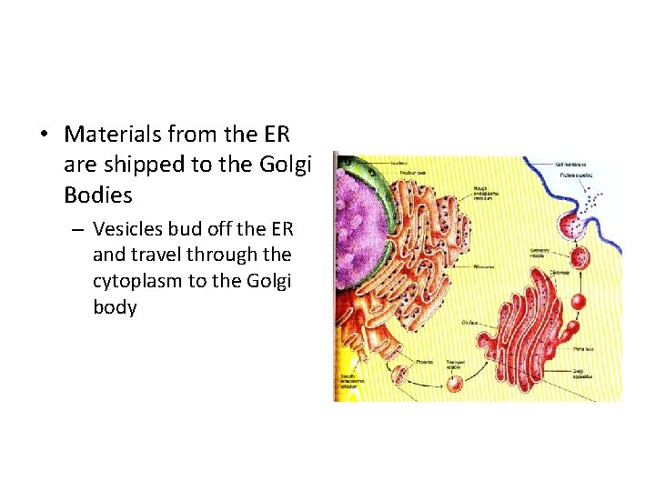 The Cytomembrane System Components Endoplasmic Reticulum Rough Smooth