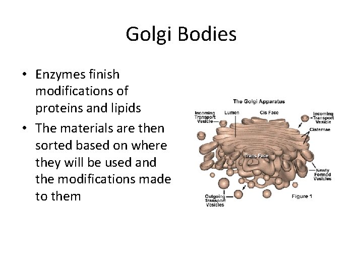 The Cytomembrane System Components Endoplasmic Reticulum Rough Smooth