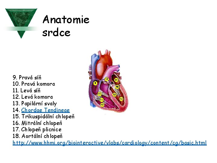 Patofyziologie kardiovaskulrnch nemocI BTBIOjaro 2010 13 4 2010