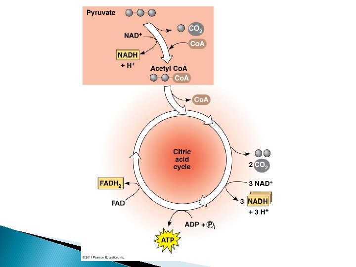 Chapter 9 Respiration In open systems cells require