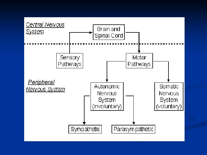 Un sistema sensoriale una parte del sistema nervoso