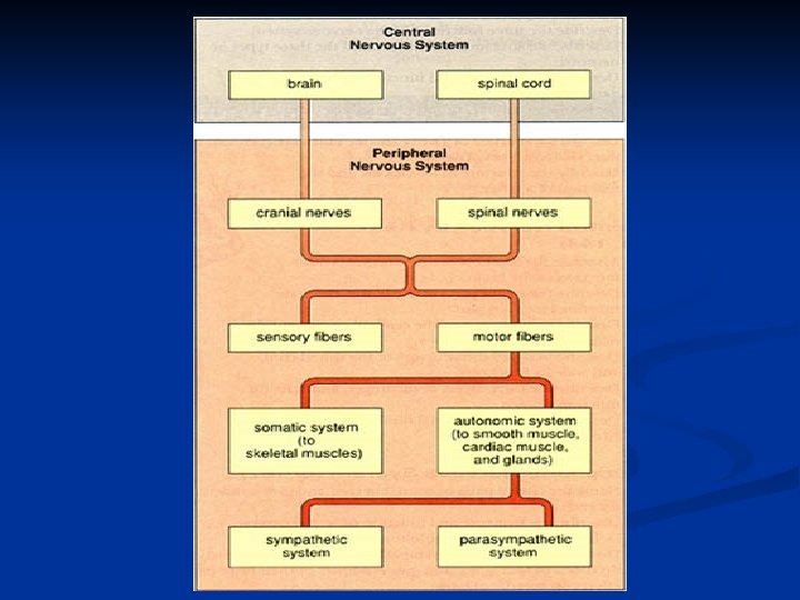 Un sistema sensoriale una parte del sistema nervoso