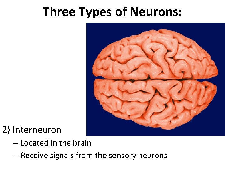 The Nervous System and Neurons Nervous System Network