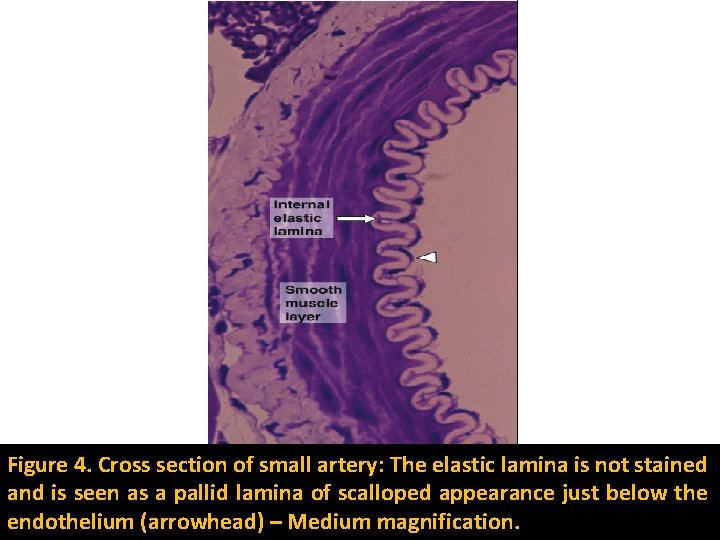 CVS Lecture 10 Structure of the Blood Vessels