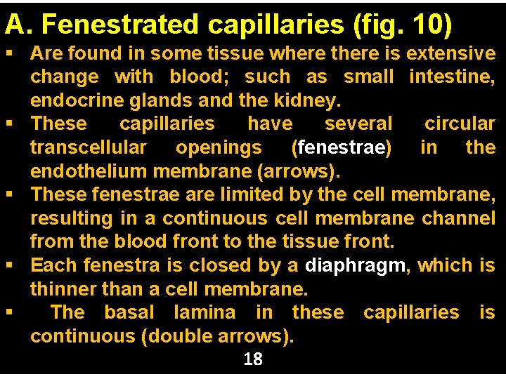 CVS Lecture 10 Structure of the Blood Vessels
