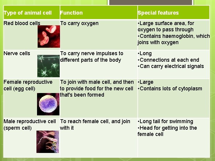 Cells tissues and organs What are animals and