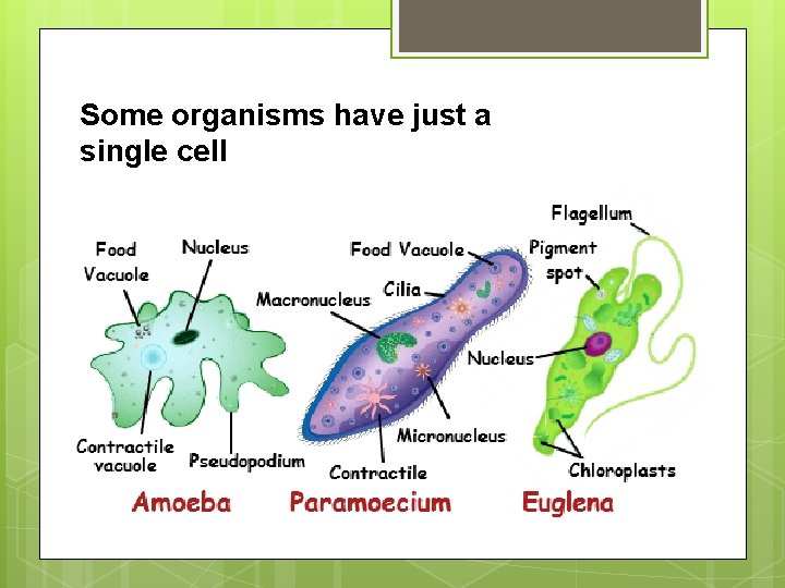 Cells tissues and organs What are animals and