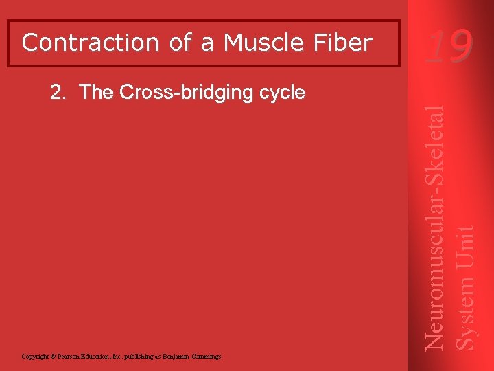 Overview of Muscle Tissue 19 Locomotion Body posture