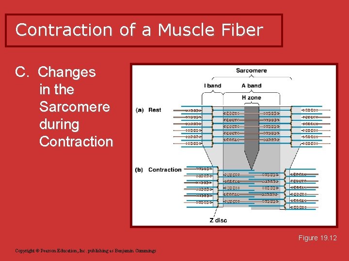 Overview of Muscle Tissue 19 Locomotion Body posture