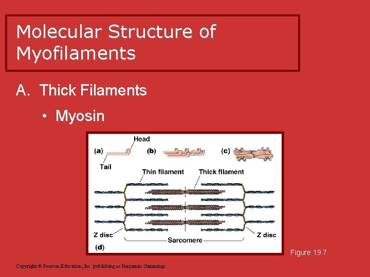 Overview of Muscle Tissue 19 Locomotion Body posture