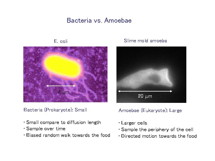 Cellular individuality in directional sensing Azadeh Samadani Brandeis