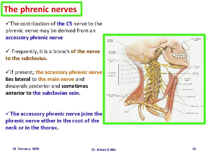 PERIPHERAL NERVOUS SYSTEM CERVICAL PLEXUS Dr Aiman Q