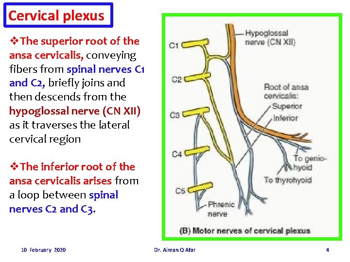 PERIPHERAL NERVOUS SYSTEM CERVICAL PLEXUS Dr Aiman Q