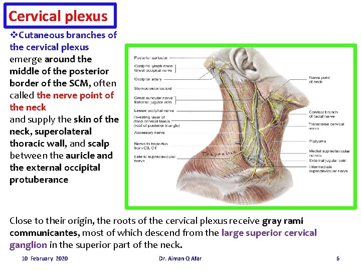 PERIPHERAL NERVOUS SYSTEM CERVICAL PLEXUS Dr Aiman Q