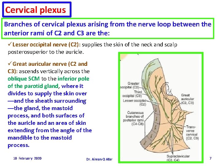 PERIPHERAL NERVOUS SYSTEM CERVICAL PLEXUS Dr Aiman Q