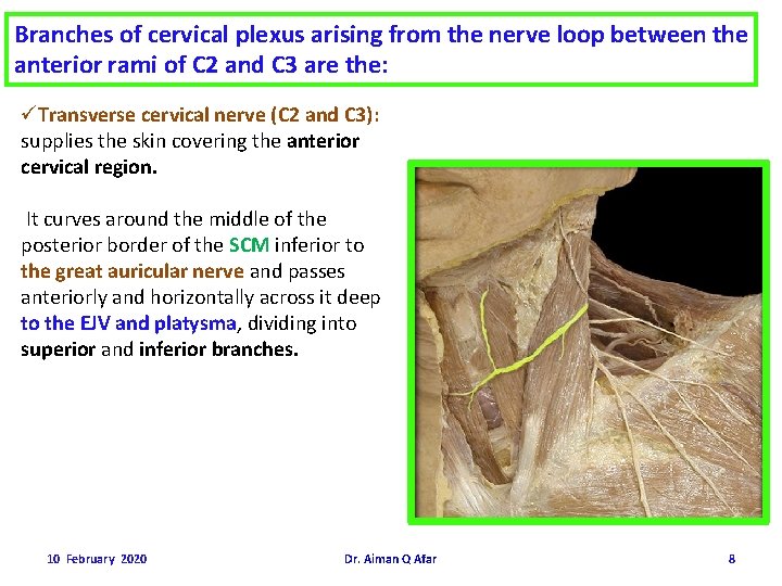 PERIPHERAL NERVOUS SYSTEM CERVICAL PLEXUS Dr Aiman Q