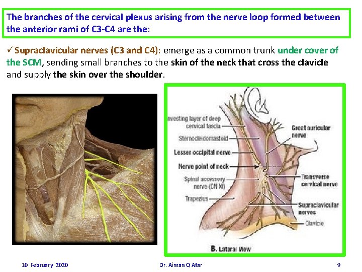 PERIPHERAL NERVOUS SYSTEM CERVICAL PLEXUS Dr Aiman Q