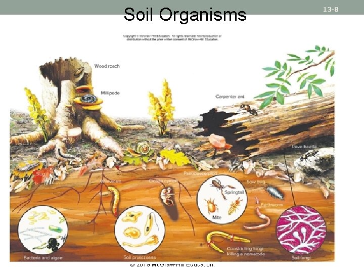 13 1 Soil Uses 2019 Mc GrawHill Education