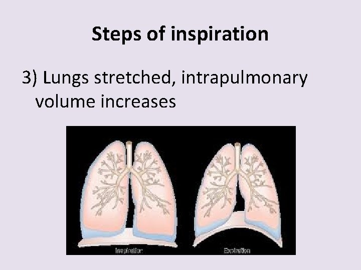 Process of Breathing 50 Pulmonary ventilation Breathing Involves