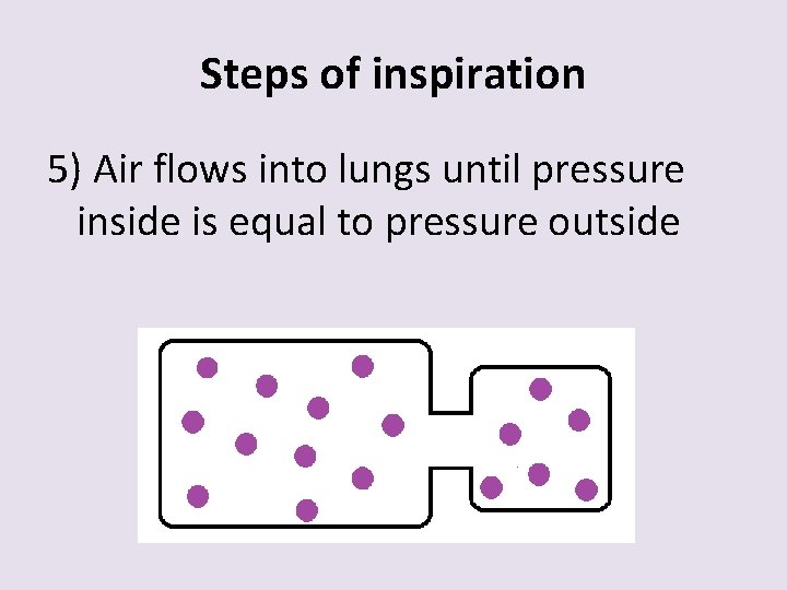 Process of Breathing 50 Pulmonary ventilation Breathing Involves