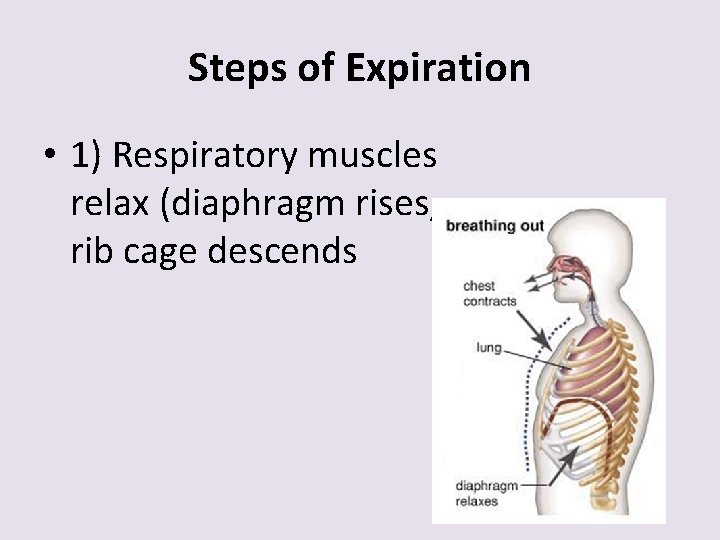 Process of Breathing 50 Pulmonary ventilation Breathing Involves