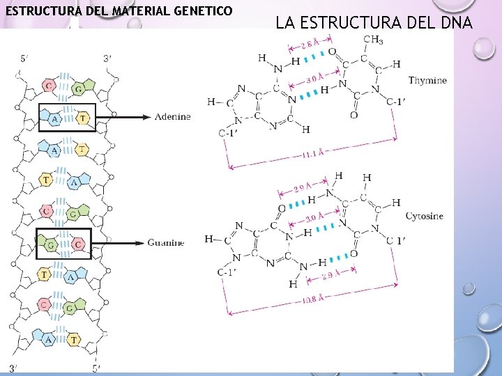 ESTRUCTURA DEL MATERIAL GENTICO I INTRODUCCIN SOBRE LOS