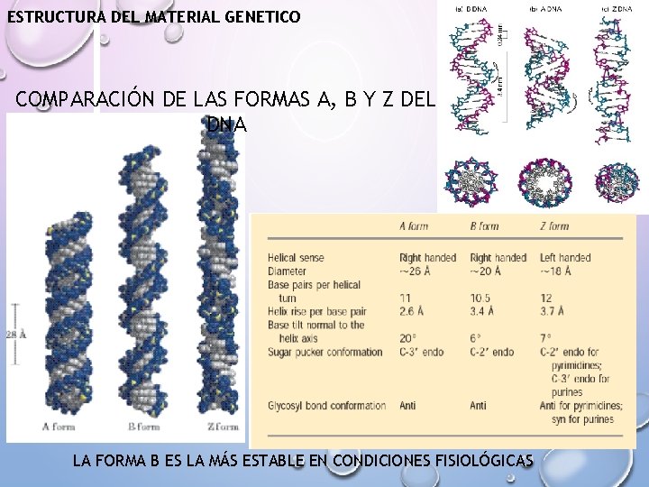 ESTRUCTURA DEL MATERIAL GENTICO I INTRODUCCIN SOBRE LOS