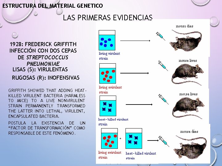 ESTRUCTURA DEL MATERIAL GENTICO I INTRODUCCIN SOBRE LOS
