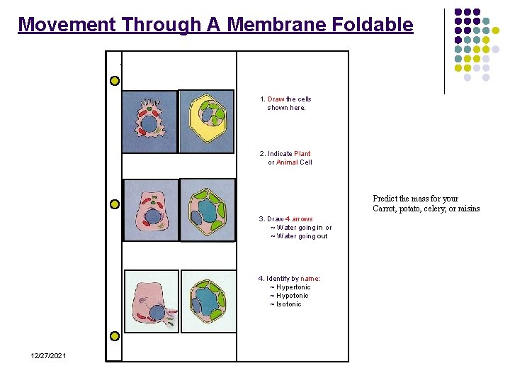 5 The Cell Membrane A look at a