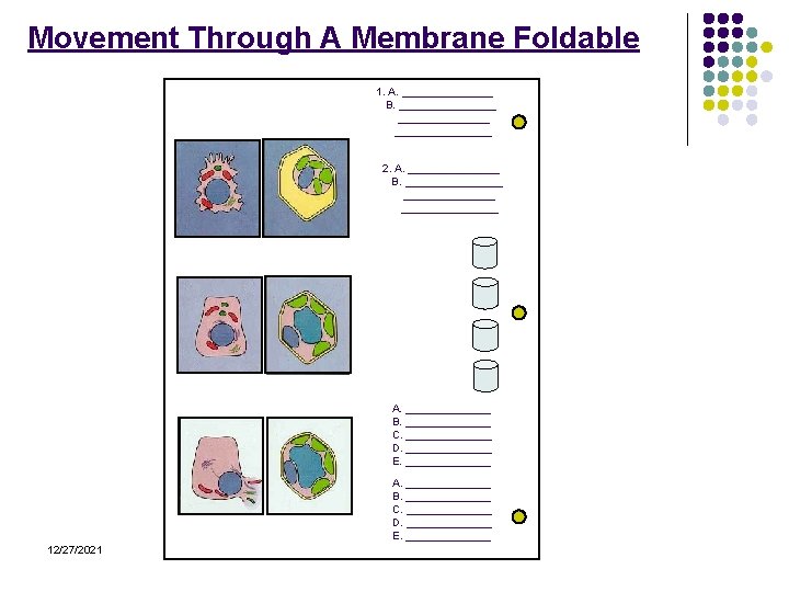 5 The Cell Membrane A look at a