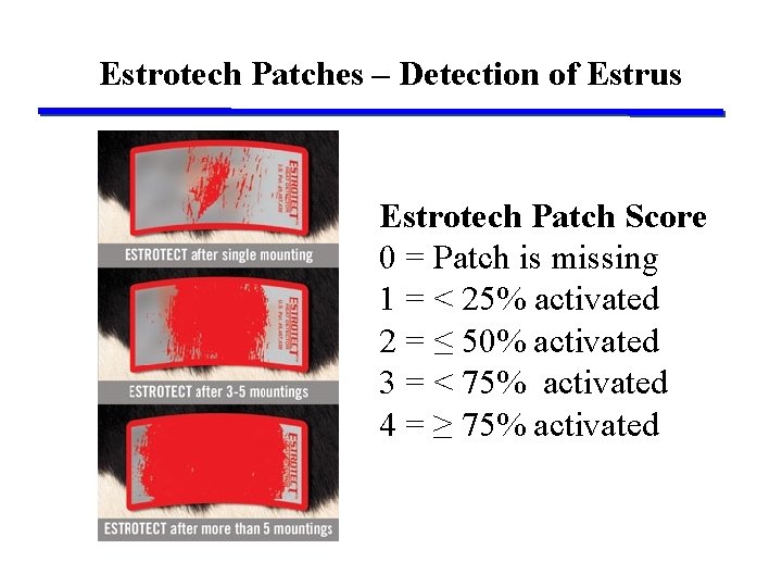 Overview of Beef Cattle Research at the University