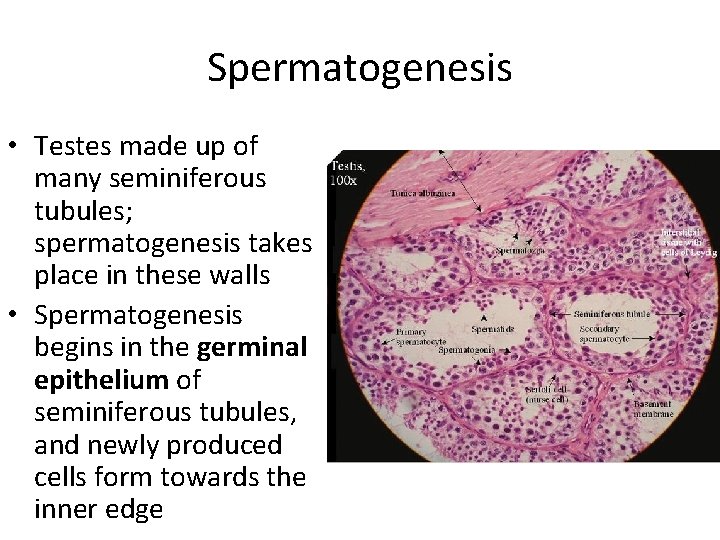 Chapter 25 Aspects of Human Reproduction Human reproduction