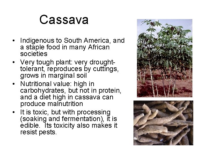 Cassava Indigenous to South America and a staple