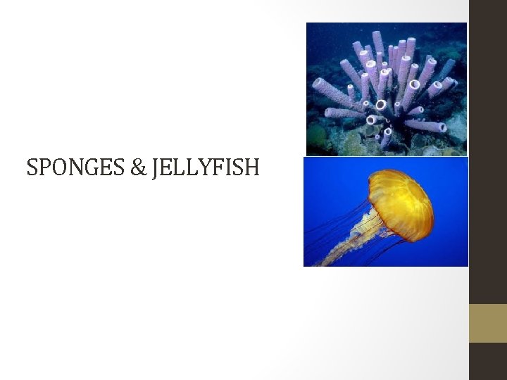 INTRO TO ANIMALS Chapter 12 Invertebrates What is