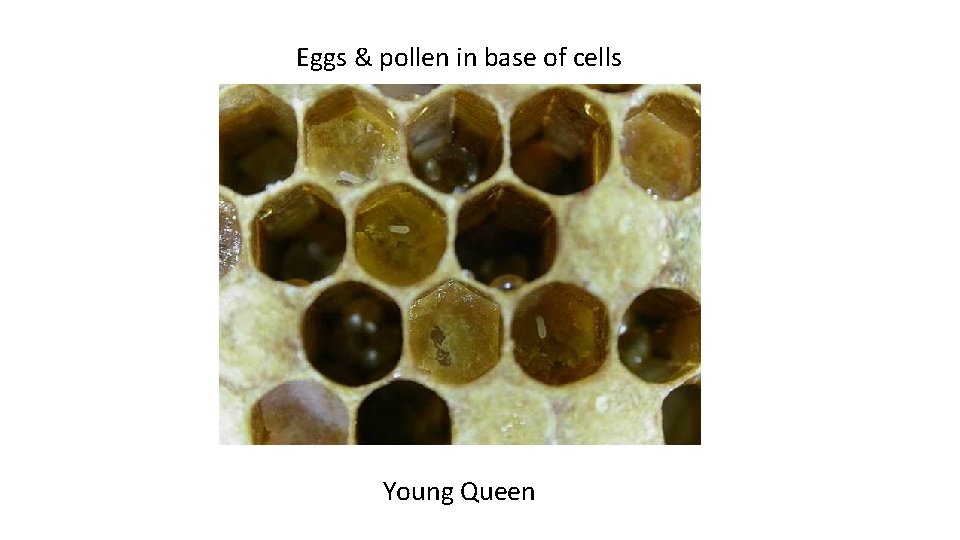 Disease Pests You will be shown a number