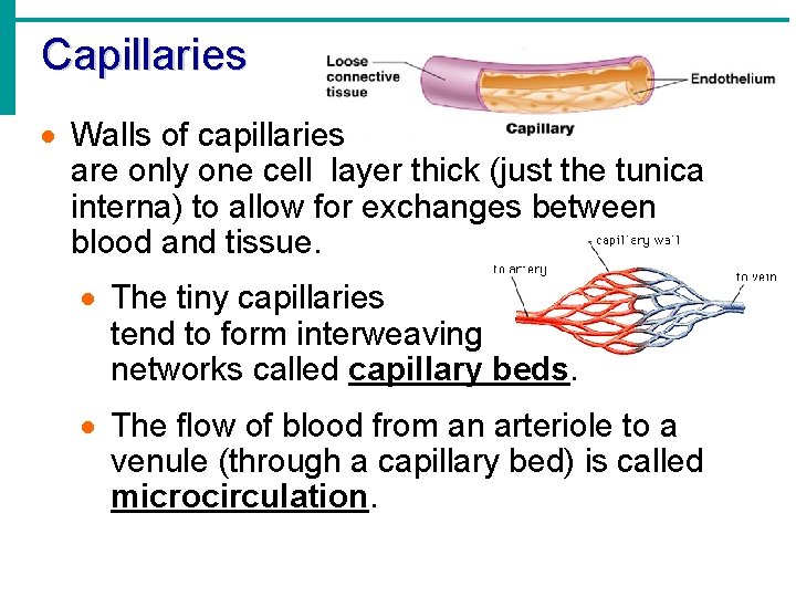 Chapter 11 Part 3 The Cardiovascular System Blood