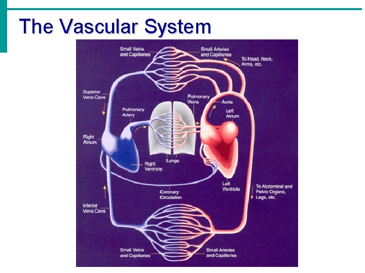 Chapter 11 Part 3 The Cardiovascular System Blood