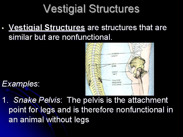 Evolution Evolution or change over time is the