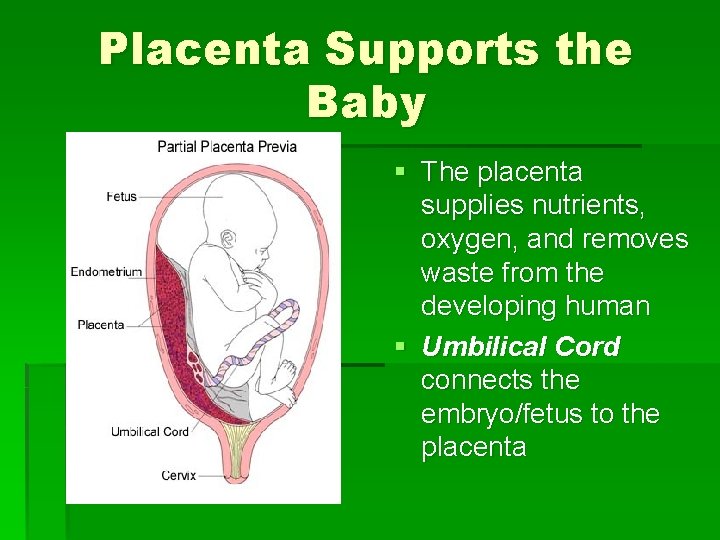 Pregnancy and Early Development STEP ONE Fertilization Union