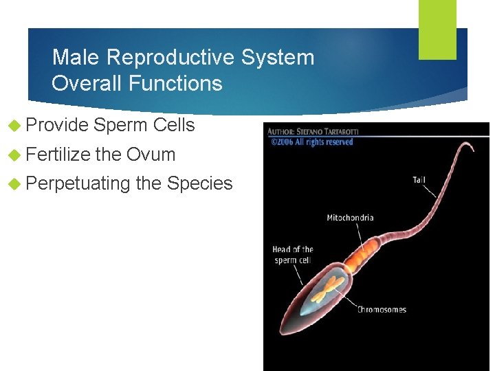 Reproductive Systems MALE Male Major Structures Testes Scrotum