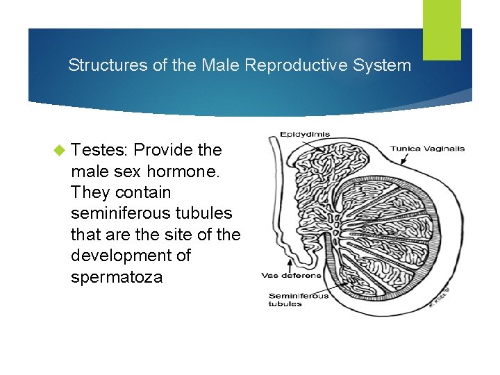 Reproductive Systems MALE Male Major Structures Testes Scrotum
