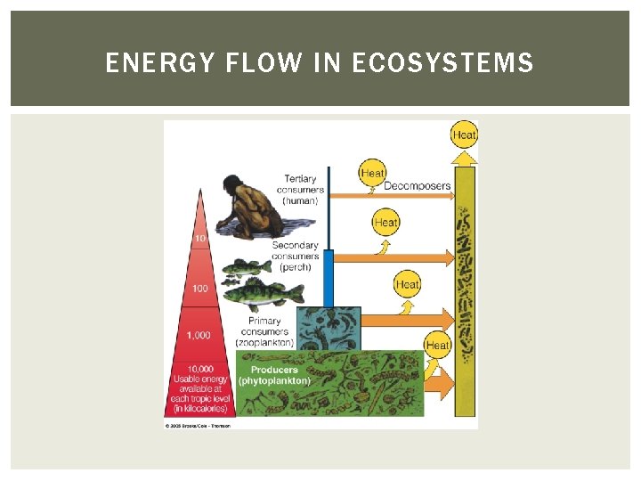 THE LIVING WORLD ECOSYSTEMS Solar radiation The Sun