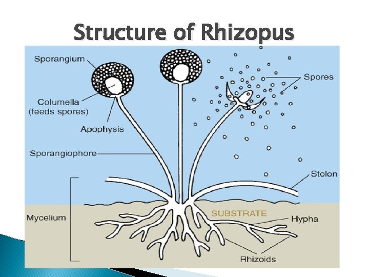 Kingdom Fungi 6 th Year Biology 3 rd