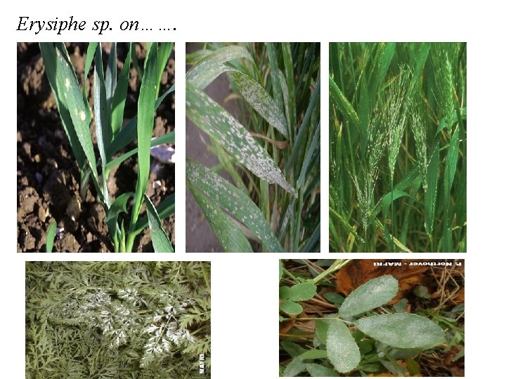 Biotic Diseases Fungal diseases cont Downy Mildew A
