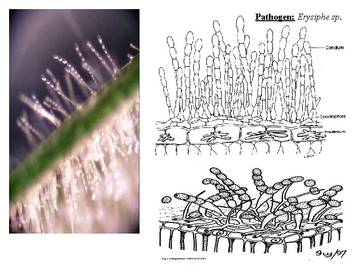 Biotic Diseases Fungal diseases cont Downy Mildew A