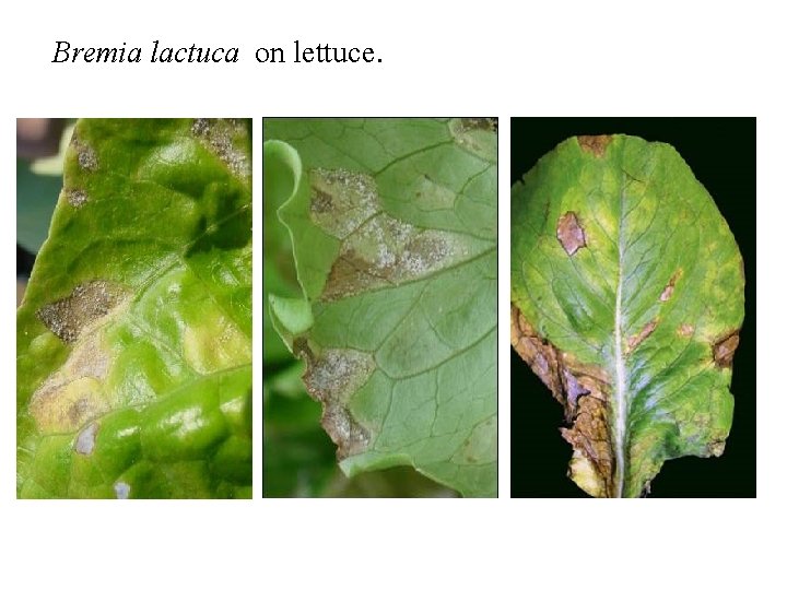 Biotic Diseases Fungal diseases cont Downy Mildew A