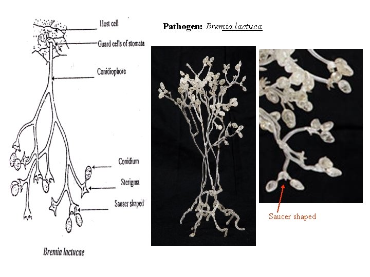 Biotic Diseases Fungal diseases cont Downy Mildew A