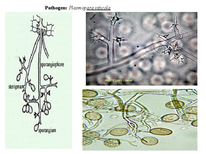 Biotic Diseases Fungal diseases cont Downy Mildew A