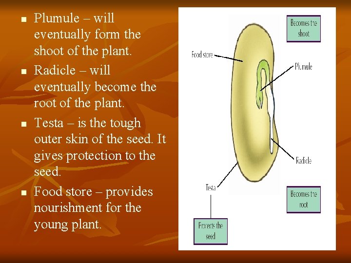 Plant Anatomy The main parts of a flowering
