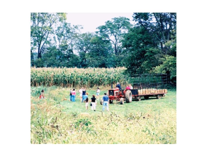 Field Trip Jumbos Pumpkin Patch By Janice Carr